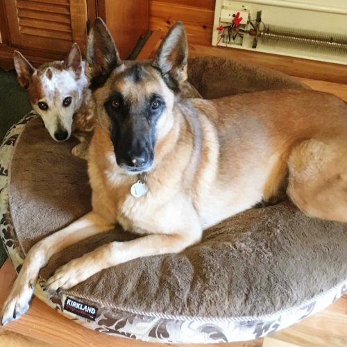 About – Discovery Dog Behavior & Training